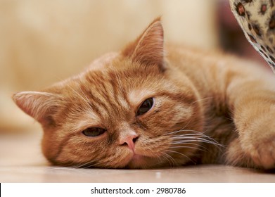 44,919 Tired cat Images, Stock Photos & Vectors | Shutterstock