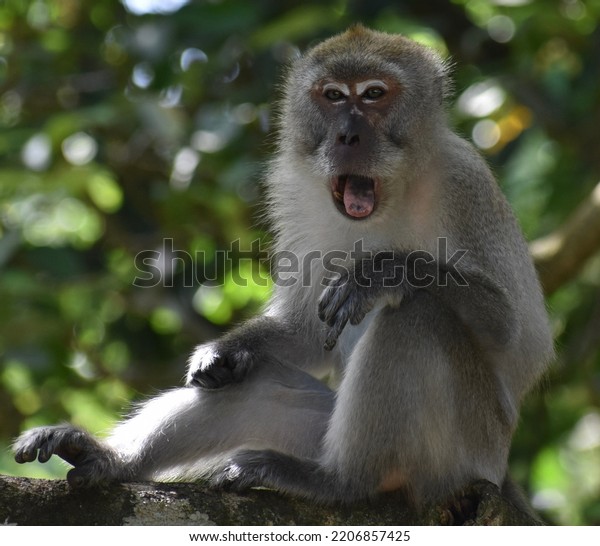 Tired Macaque Monkey Yawning While Sitting Stock Photo 2206857425 ...