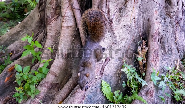 Tired Squirrel Lying Down On Branch Stock Photo 1601212699 | Shutterstock