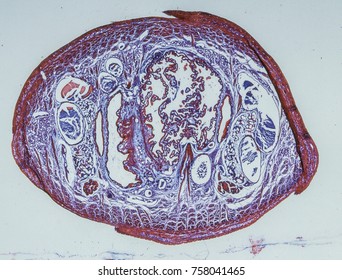 Tissue Cross Section Through Fish Foto stock 758041465 | Shutterstock