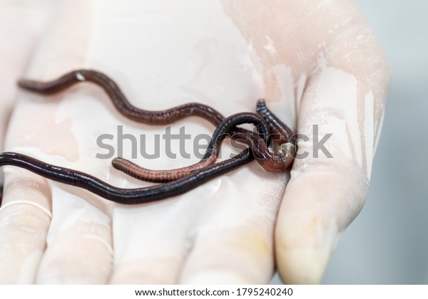 Tissue Sample Study Earthworm Laboratory Stock Photo 1795240240 ...