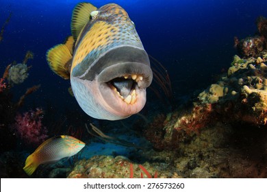 229 Red tooth triggerfish Images, Stock Photos & Vectors | Shutterstock