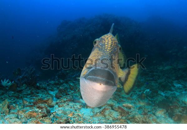 Titan Triggerfish Fish Teeth Stock Photo (Edit Now) 386955478