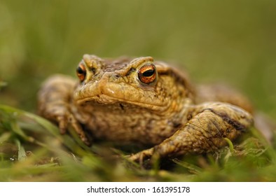 Cane Toad Sitting On Grass Fiji Foto stock 1279462336 | Shutterstock