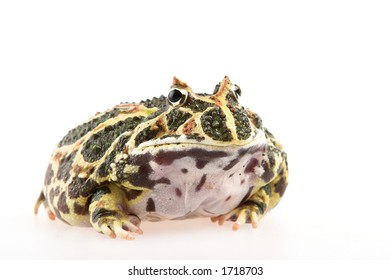 Hypnotoad Images, Stock Photos & Vectors | Shutterstock