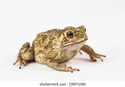Common Toad Cockroach Predator Isolated On Stock Photo (Edit Now ...