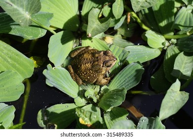 164 Toad Runner Images, Stock Photos & Vectors | Shutterstock