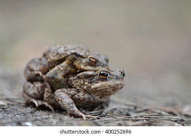 Toad Stock Photo 400252690 | Shutterstock