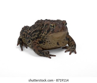 91 Toad eater Images, Stock Photos & Vectors | Shutterstock