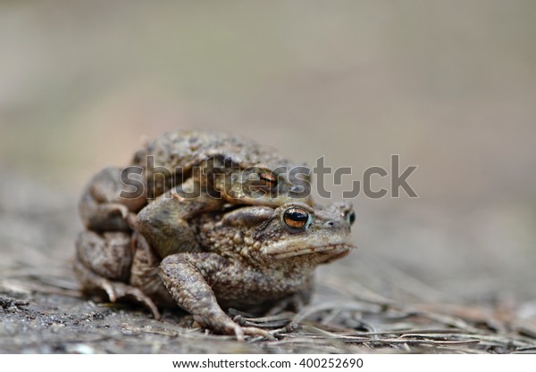 Toad Stock Photo 400252690 | Shutterstock