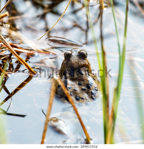 Toad Behind Stock Photo 389811916 | Shutterstock