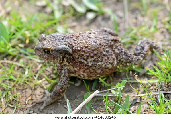 Toad Crawl On Ground Stock Photo (Edit Now) 414883246