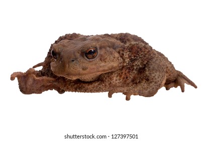 Toad Face Camera Isolated On White Stock Photo 127397501 | Shutterstock