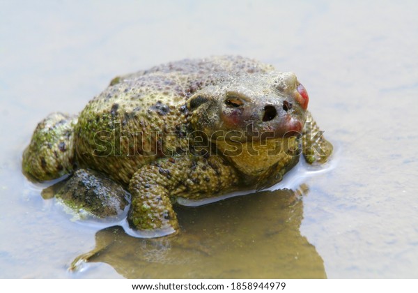 Toad Infested Fly Larvae Lucilia Bufonivora Stock Photo 1858944979 ...
