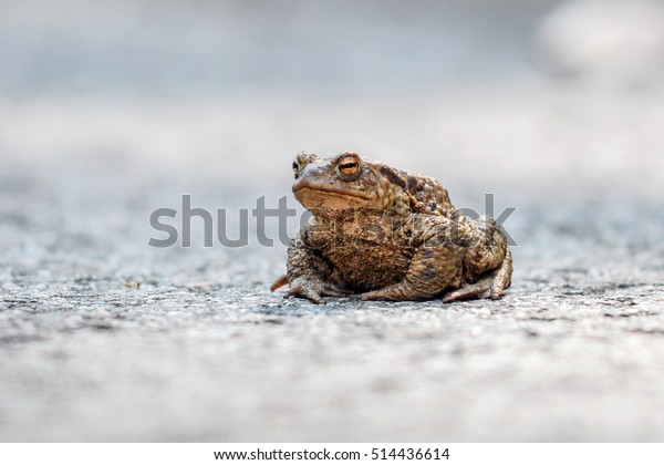 Toad On Road Stock Photo 514436614 | Shutterstock