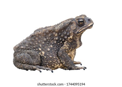 Giant Marine Toad Isolated On White Stock Photo 1934706359 | Shutterstock