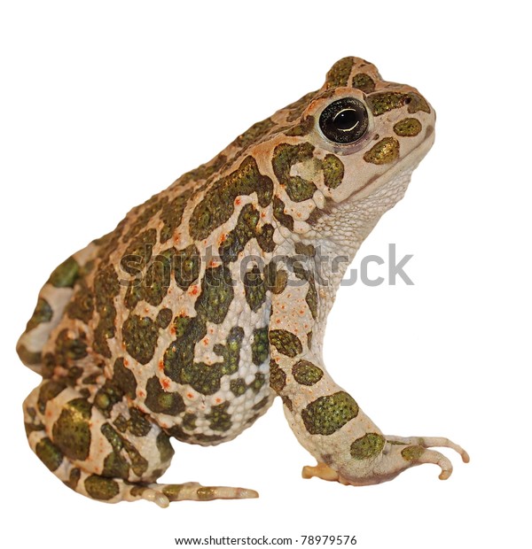 Toad On White Background Texture Stock Photo (Edit Now) 78979576