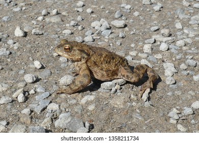 164 Toad Headed Turtles Images, Stock Photos & Vectors | Shutterstock