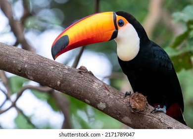 Toco Toucan Seen Front While Perched Stock Photo 2171789047 | Shutterstock