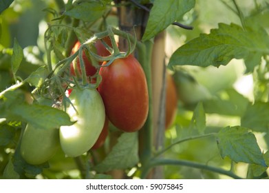 Tomato Stock Photo 59075845 | Shutterstock