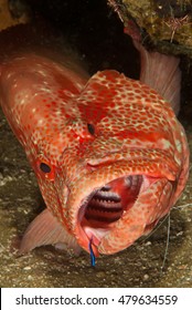 82 Tomato rock cod Images, Stock Photos & Vectors | Shutterstock