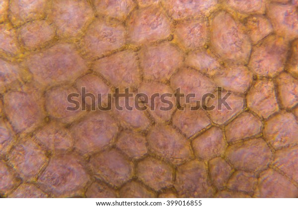 Tomato Under Microscope Stock Photo 399016855 | Shutterstock
