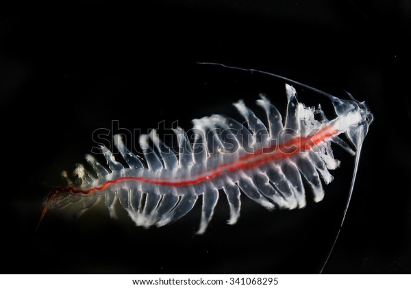 Tomopteris Stock Photo (Edit Now) 341068295