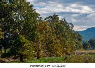 Tonga Trees Stock Photo 531966289 | Shutterstock