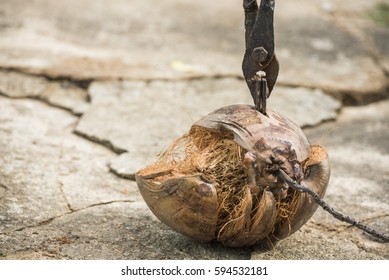 71 Coconut harvest tools Images, Stock Photos & Vectors | Shutterstock