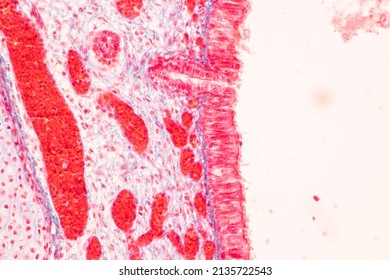 Tooth Development Human Under Microscope View Stock Photo 2135722543 ...