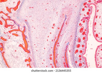 Tooth Development Human Under Microscope View Stock Photo 2136445355 ...