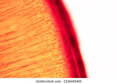 Tooth Development Human Under Microscope View Stock Photo 2136445405 ...