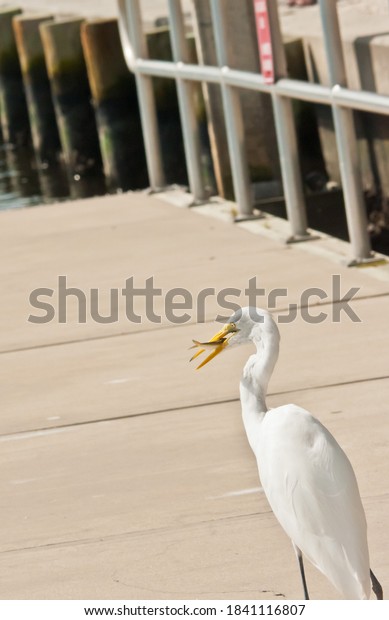 Top Back Side View Medium Distance Stock Photo 1841116807 | Shutterstock