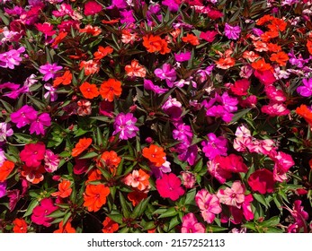1,362 Pink Pointy Flowers Images, Stock Photos & Vectors | Shutterstock