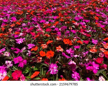 1,362 Pink Pointy Flowers Images, Stock Photos & Vectors | Shutterstock