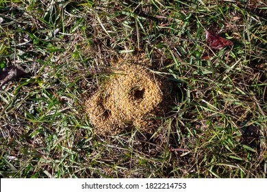 661 Ants Burrow Images, Stock Photos & Vectors | Shutterstock