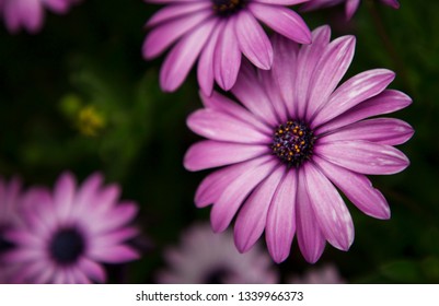 87,343 Dark coloured flower close up Images, Stock Photos & Vectors ... 87,343 Dark coloured flower close up Images, Stock Photos & Vectors ...