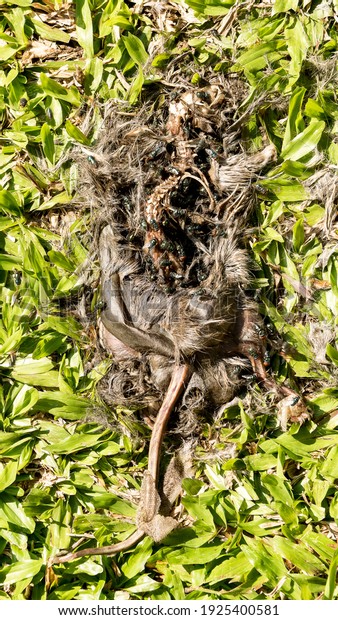 Top Down Shot Dead Rat Flesh Stock Photo 1925400581 | Shutterstock