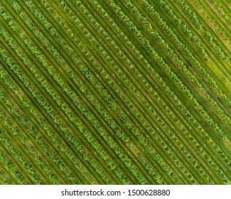 448 Perfectly straight trees Images, Stock Photos & Vectors | Shutterstock