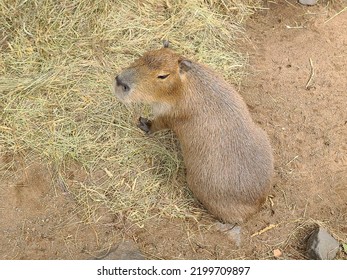 Top Down View Capybara Looking Camera Stock Photo 2199709897 | Shutterstock