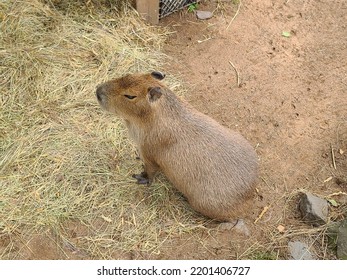 Top Down View Capybara Looking Camera Stock Photo 2201406727 | Shutterstock