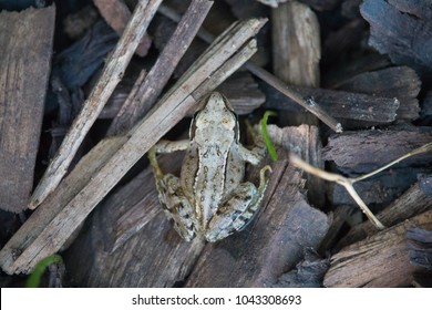 2,621 imágenes de Frog top view - Imágenes, fotos y vectores de stock ...