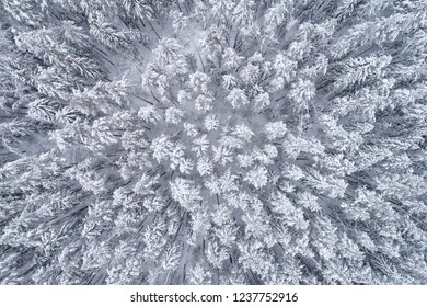 Top Down View Forest Winter Winter Stock Photo (Edit Now) 1238614240