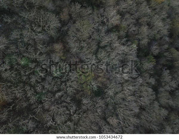 Top Down View Trees Stock Photo 1053434672 | Shutterstock