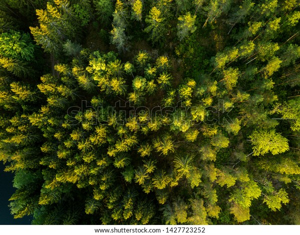 Top Down View Trees Summer Forest Stock Photo 1427723252 | Shutterstock