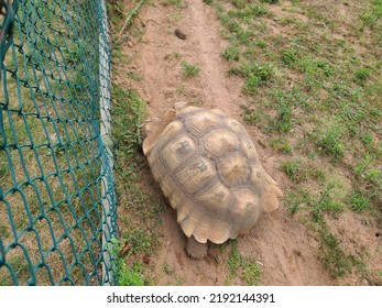 1,094 Tortoise shell top view Images, Stock Photos & Vectors | Shutterstock