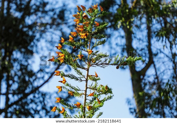 Top Pine Tree Covered Endangered Monarch Stock Photo 2182118641 ...