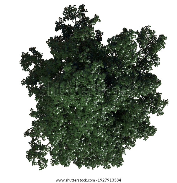 Top Plan View Vegetation Tree Stock Photo 1927913384 | Shutterstock