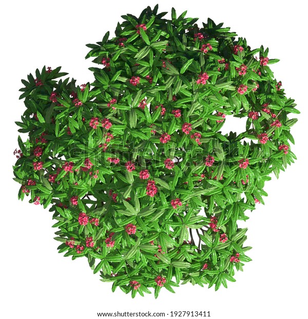 Top Plan View Vegetation Tree Stock Photo 1927913411 | Shutterstock