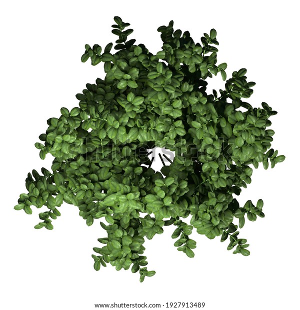 Top Plan View Vegetation Tree Stock Photo 1927913489 | Shutterstock